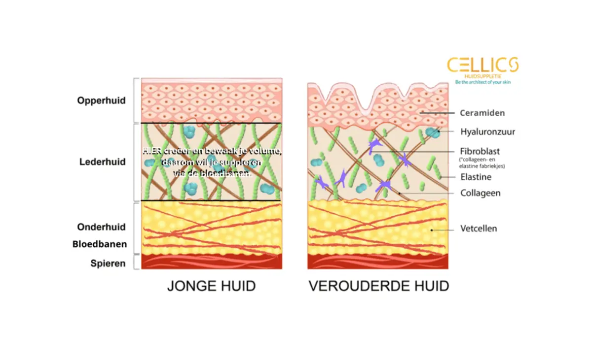 Wat is collageen? Wat doet dit en bijv. hyaluronzuur in de huidlagen ...