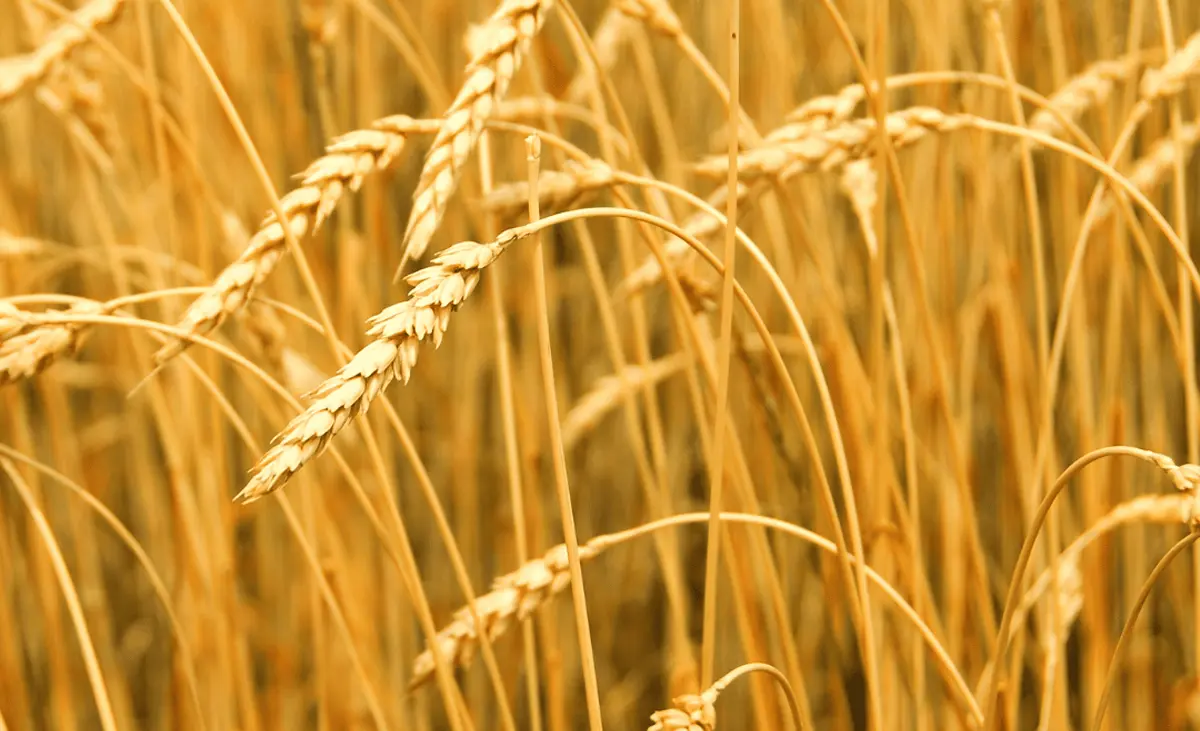 Graan eten, is dit nodig voor jouw gezondheid? – Cellics
